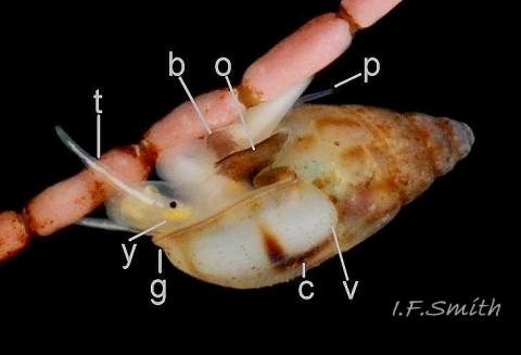 Rissoa parva | The Conchological Society of Great Britain and Ireland